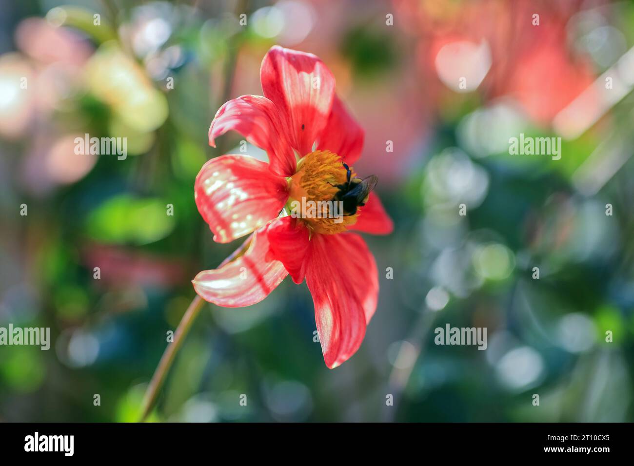 Dahlia is a member of the Compositae (also called Asteraceae) family of ...