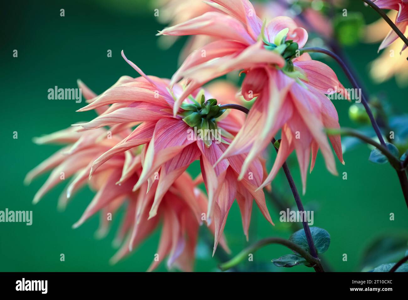 Dahlia is a member of the Compositae (also called Asteraceae) family of ...