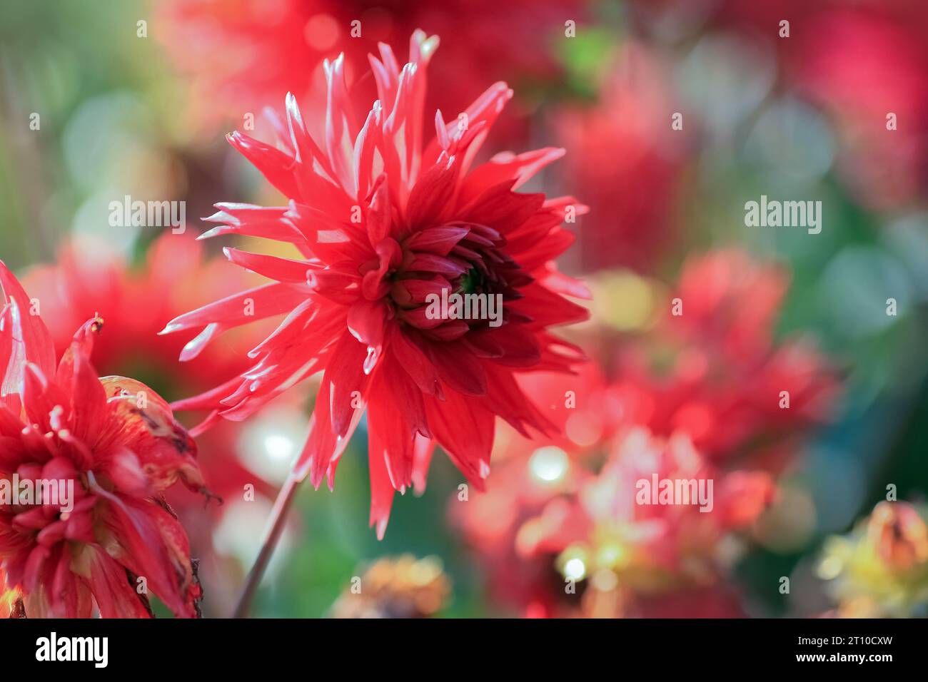 Dahlia is a member of the Compositae (also called Asteraceae) family of ...