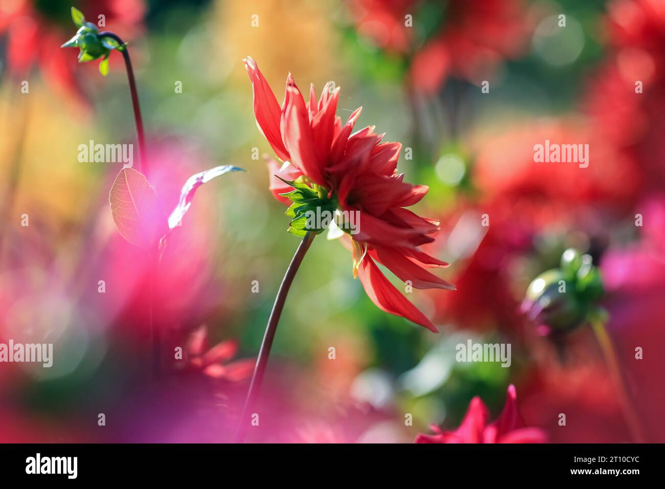 Dahlia is a member of the Compositae (also called Asteraceae) family of ...