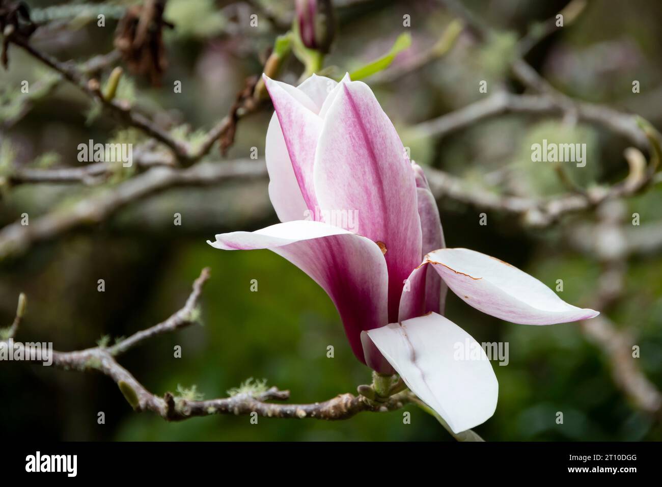 Magnolia Botanical Gardens, Wellington, North Island, New Zealand Stock ...