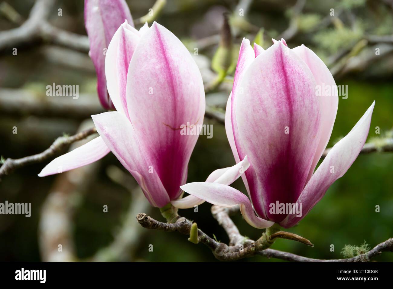 Magnolia Botanical Gardens, Wellington, North Island, New Zealand Stock ...
