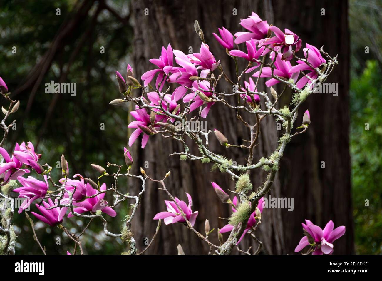 Magnolia Botanical Gardens, Wellington, North Island, New Zealand Stock ...
