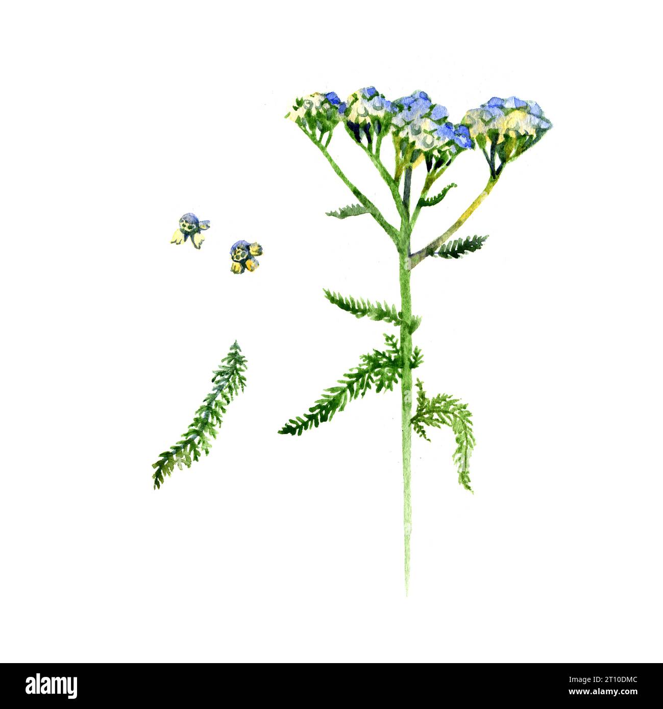 Hand-drawn watercolor botanical illustration of the yarrow. Milfoil ...