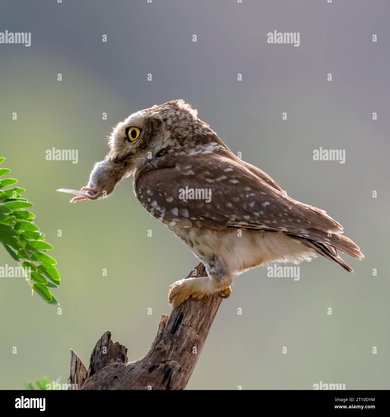 The owl eating the rodent CHANDIGARH, INDIA SPECTACULAR IMAGES of a ...