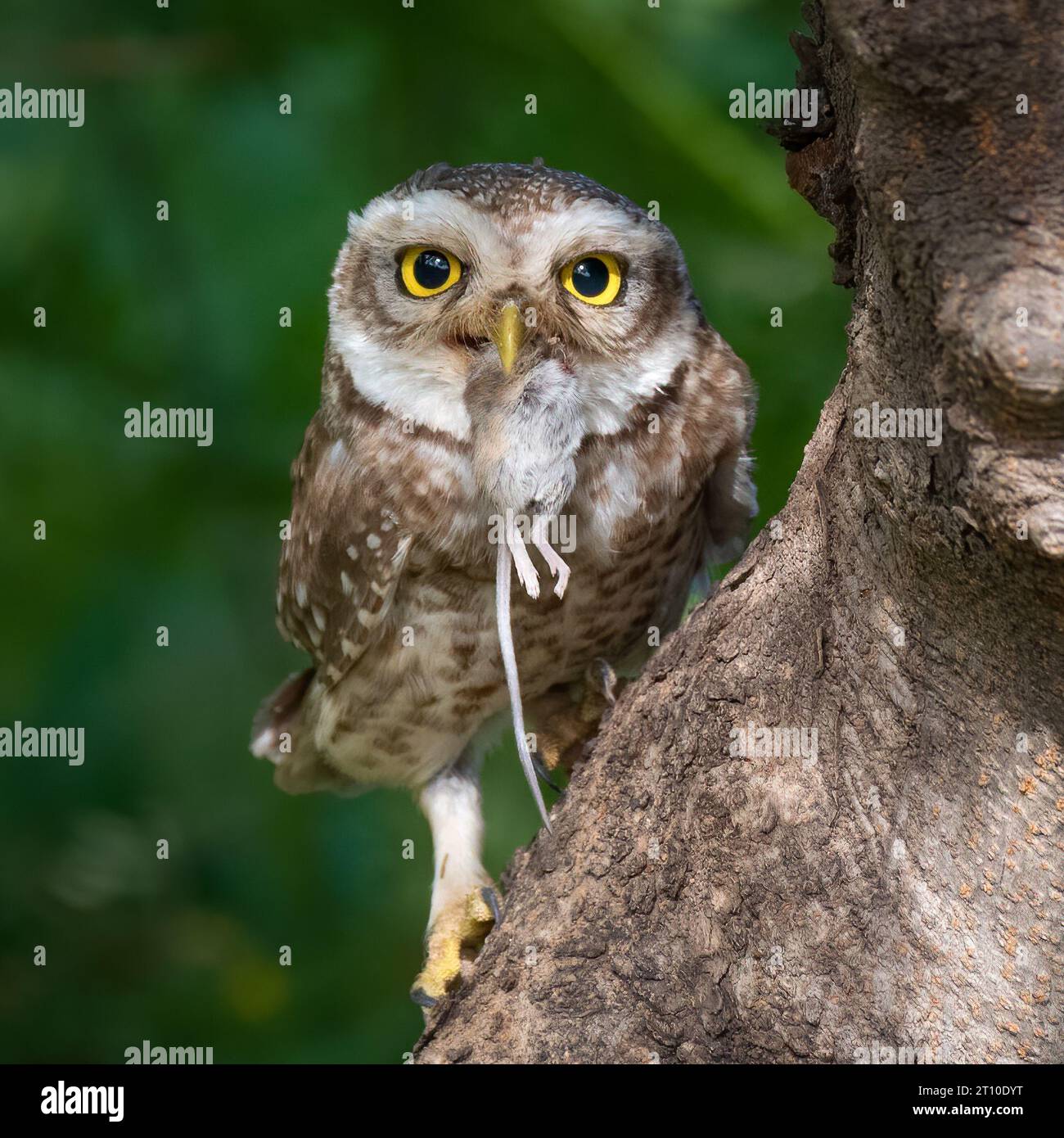 The owl shows off its snack and piercing eyes to photographers ...