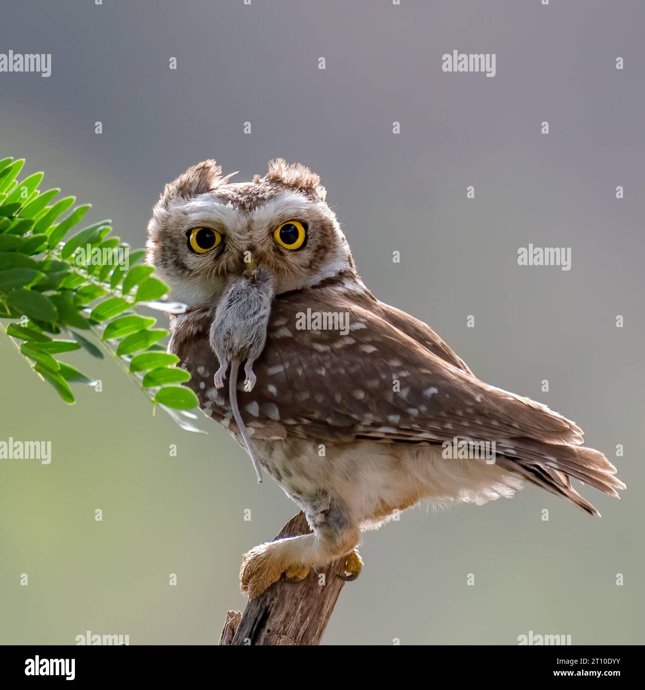 The owl eating its rodent snack CHANDIGARH, INDIA SPECTACULAR IMAGES of ...