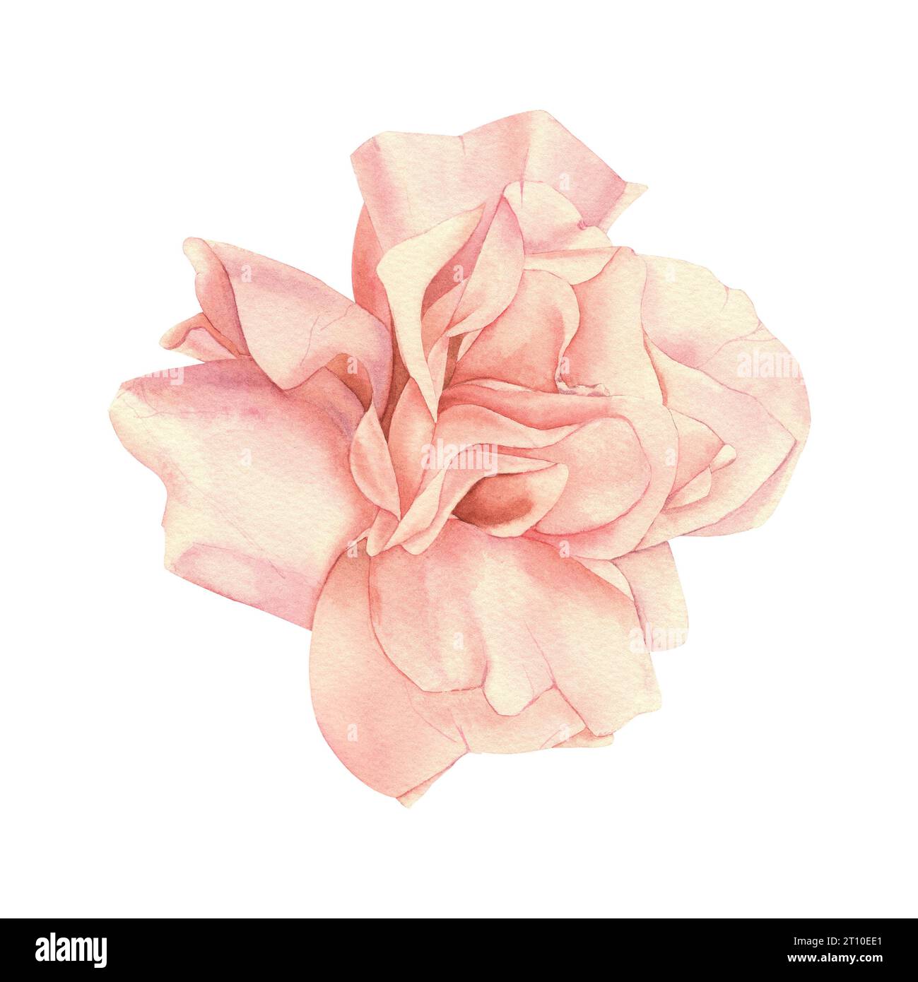 Watercolor pink Rose Pomarosa. Hand drawn illustration on white ...