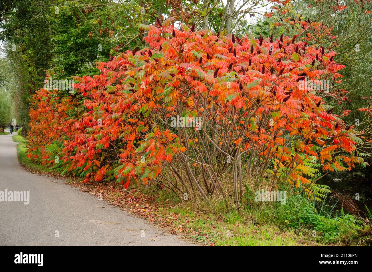 The striking red presence of a staghorn sumac bush by the side of a ...