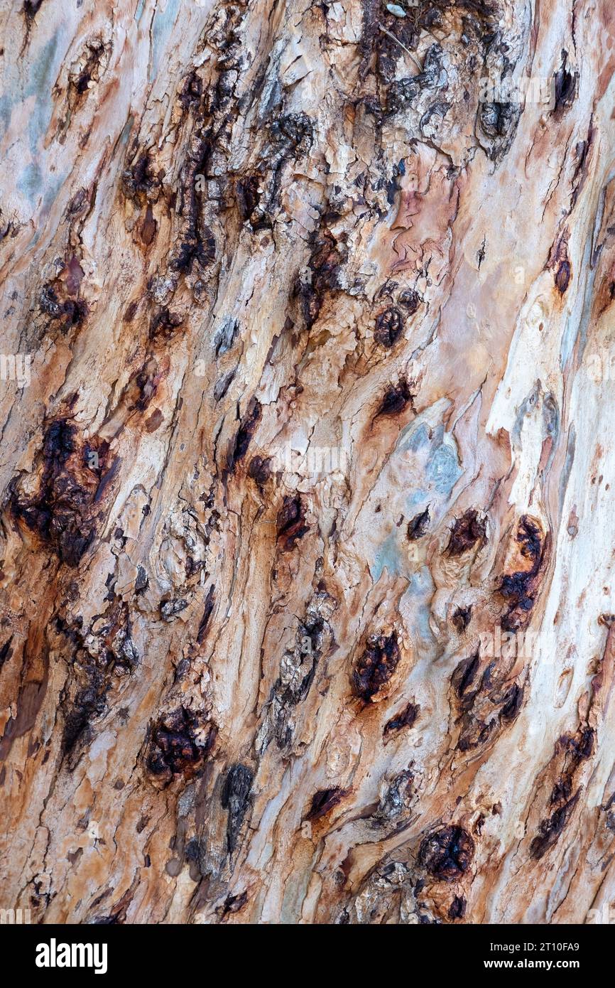 Abstract brown pattern background in colorful texture of Eucalyptus ...