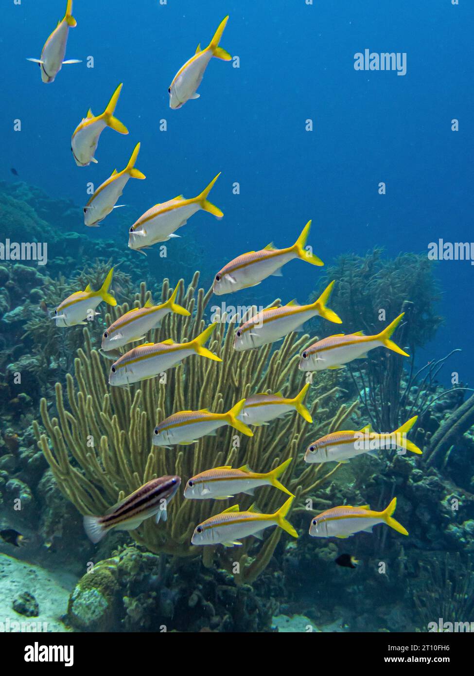 Yellowtail snapper ,Ocyurus chrysurus, is an abundant species of ...