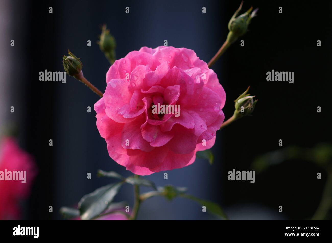 Eine orange hi-res stock photography and images - Alamy