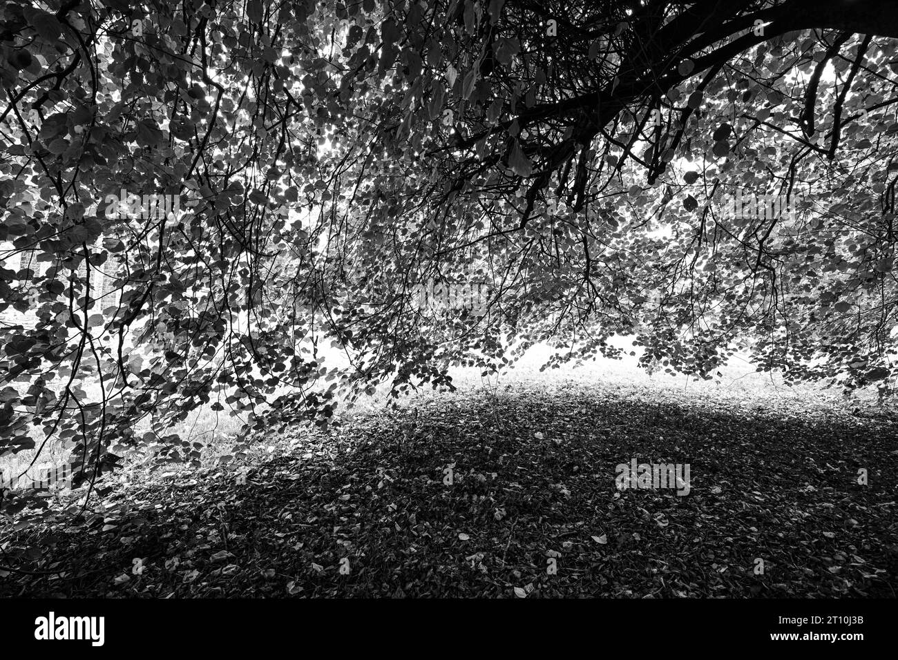 TREES – BEAUTIFUL OVERHANGING BRANCH LADEN WITH AUTUMNAL LEAVES Stock ...