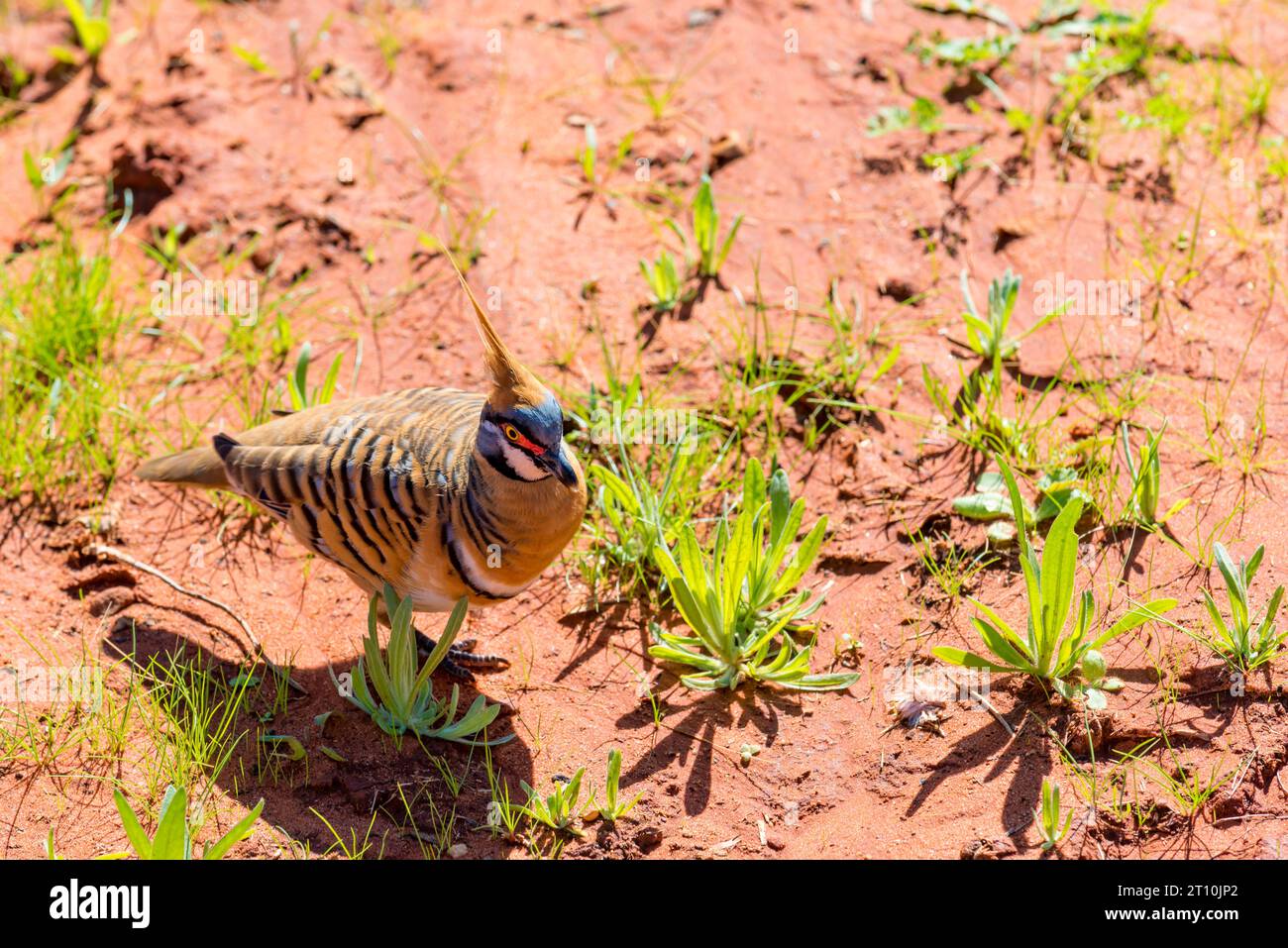 The North-Western Spinifex Pigeon or Plumed-Pigeon or Gannaway Pigeon ...
