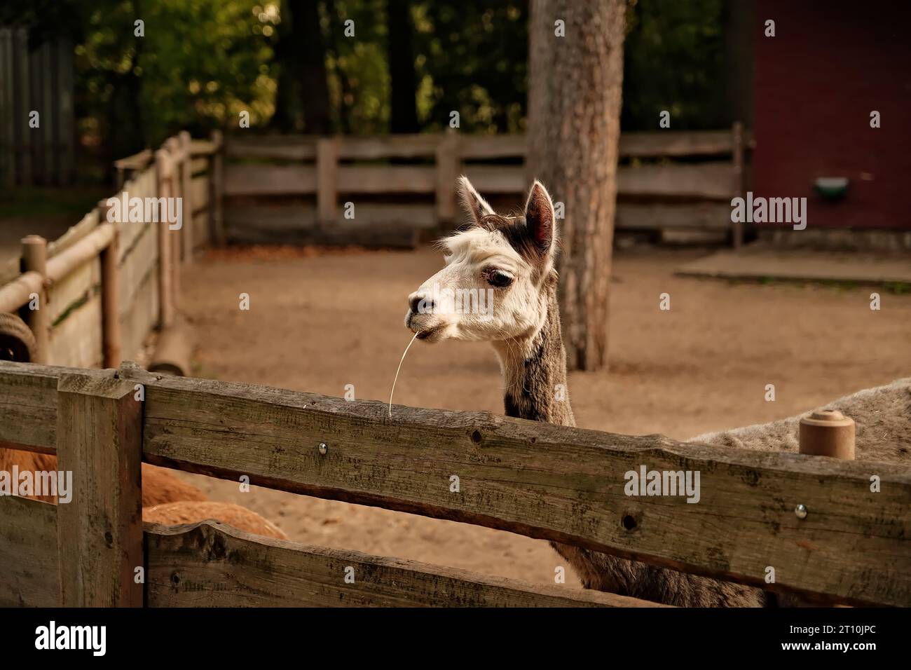 White little goat in hi-res stock photography and images - Alamy