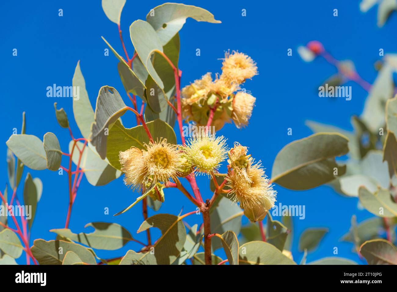 Mallee tree hi-res stock photography and images - Alamy