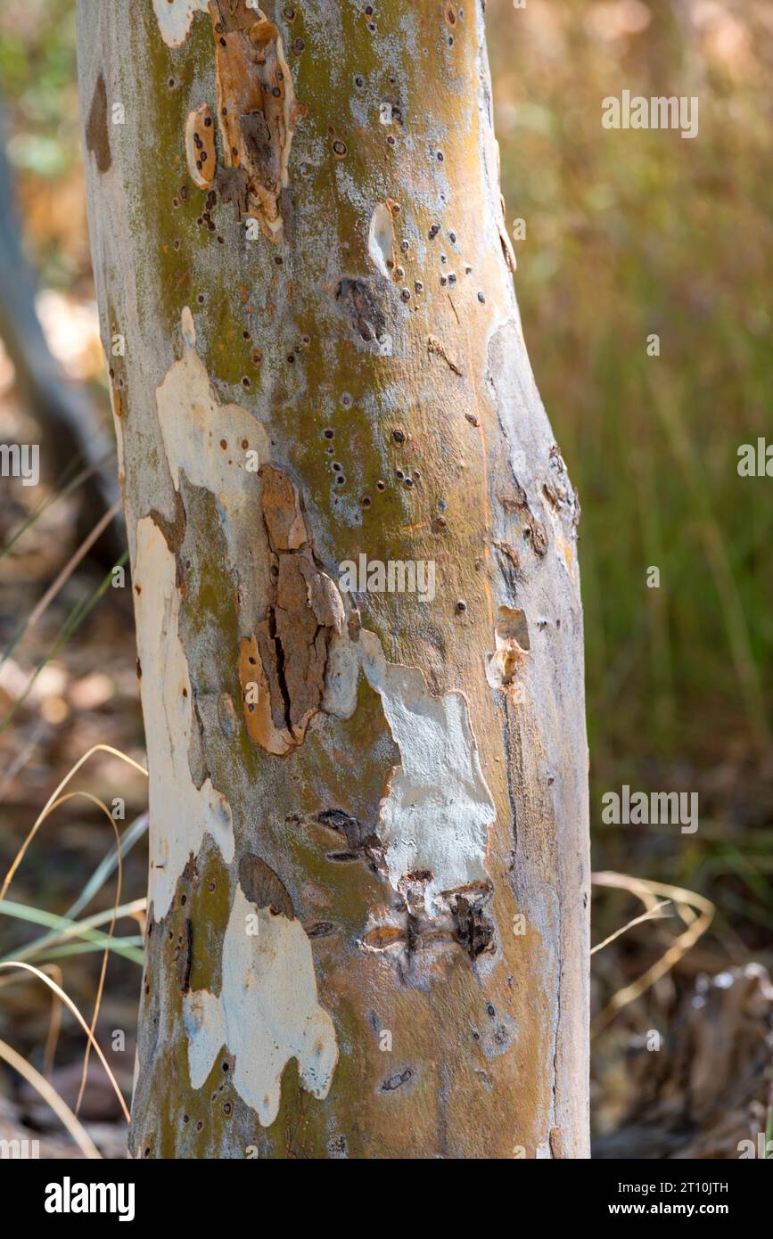A close up of the trunk of a river Red Gum Tree (Eucalyptus ...