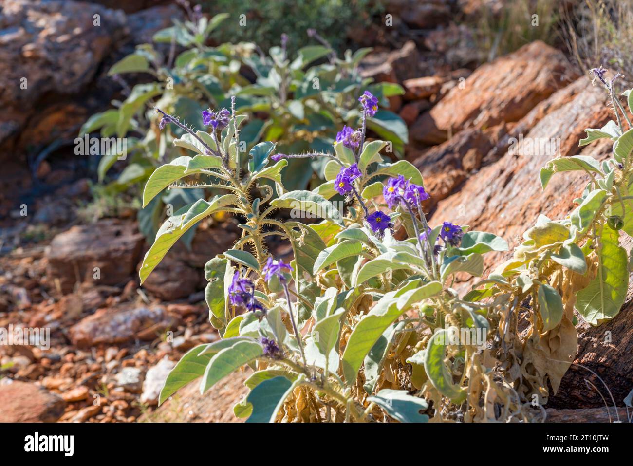 A Bush Tomato or Bush Rasin plant (Solanum ellipticum) growing near ...