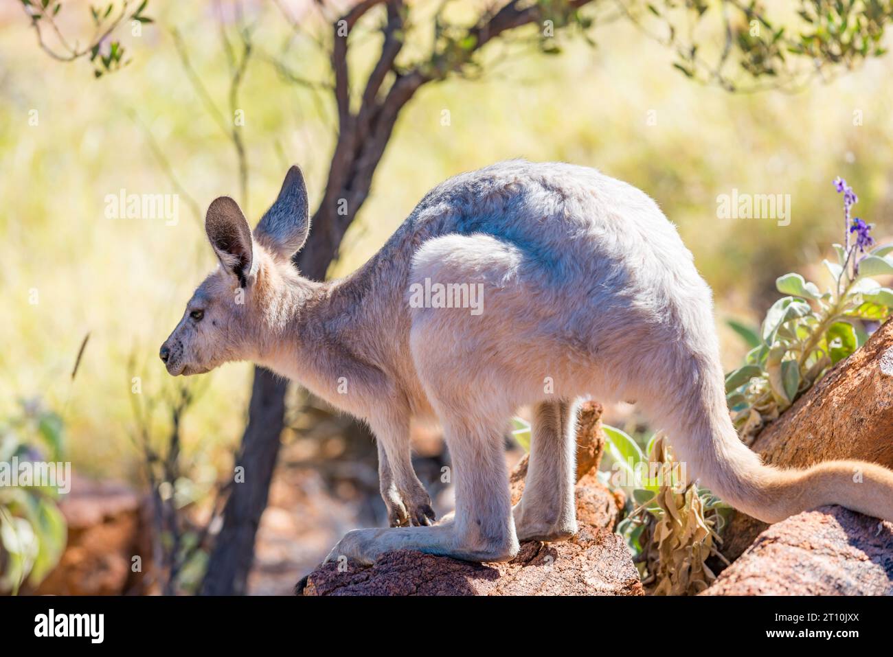 Inland australia desert animals hi-res stock photography and images - Alamy