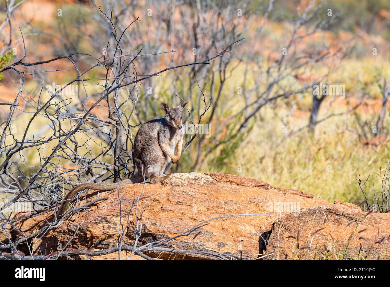 The Australian Black-Flanked Rock-Wallaby (Petrogale lateralis), also ...