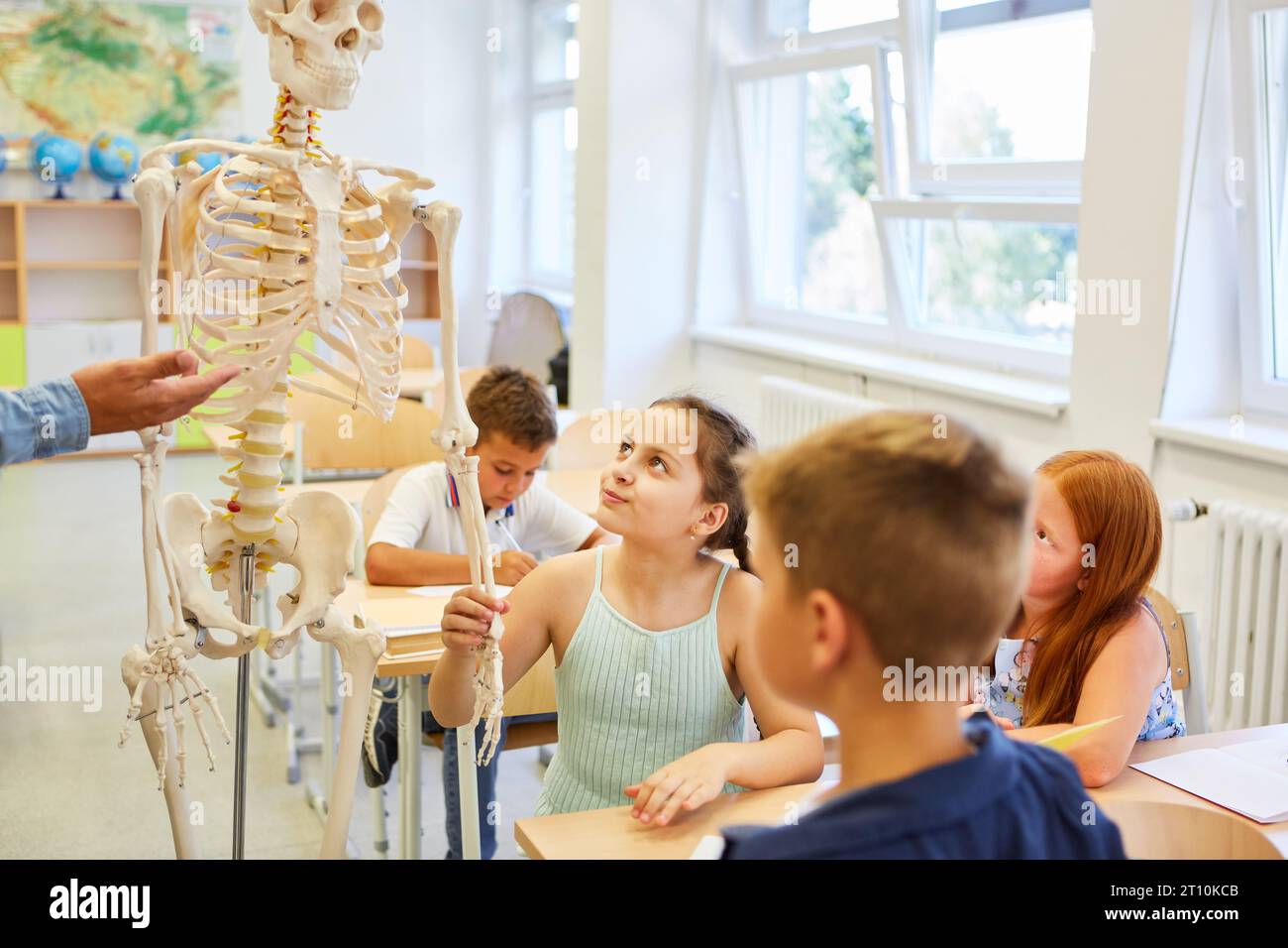 Female elementary student touching human skeleton while sitting with ...