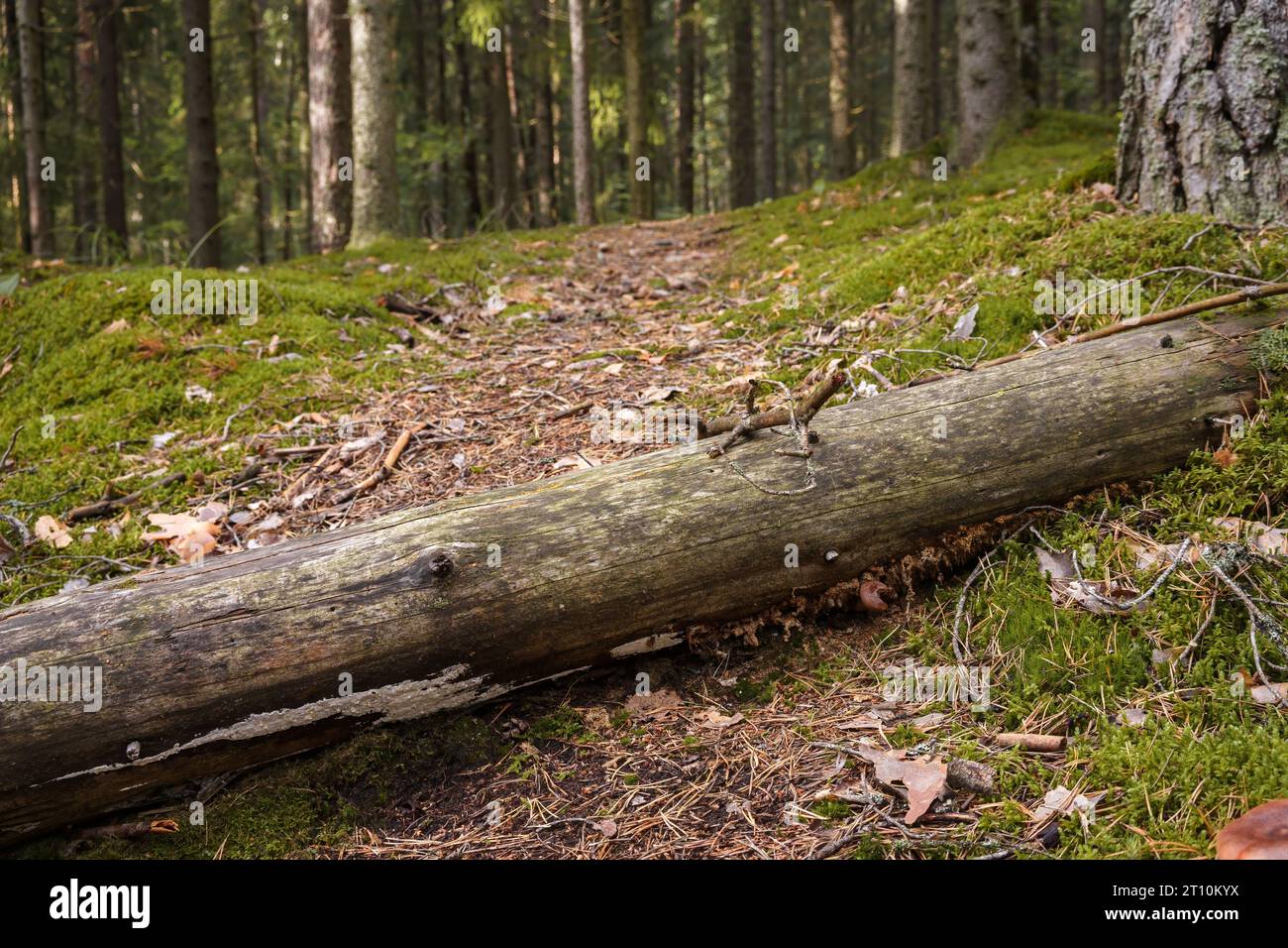 Forest path view hi-res stock photography and images - Alamy