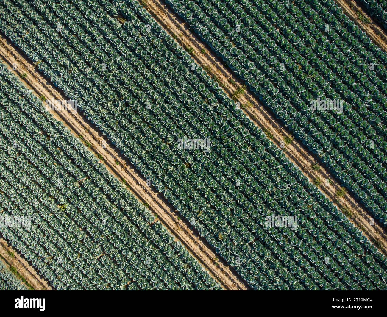 Aerial view from above of a field of cabbage. Agriculture Field ...