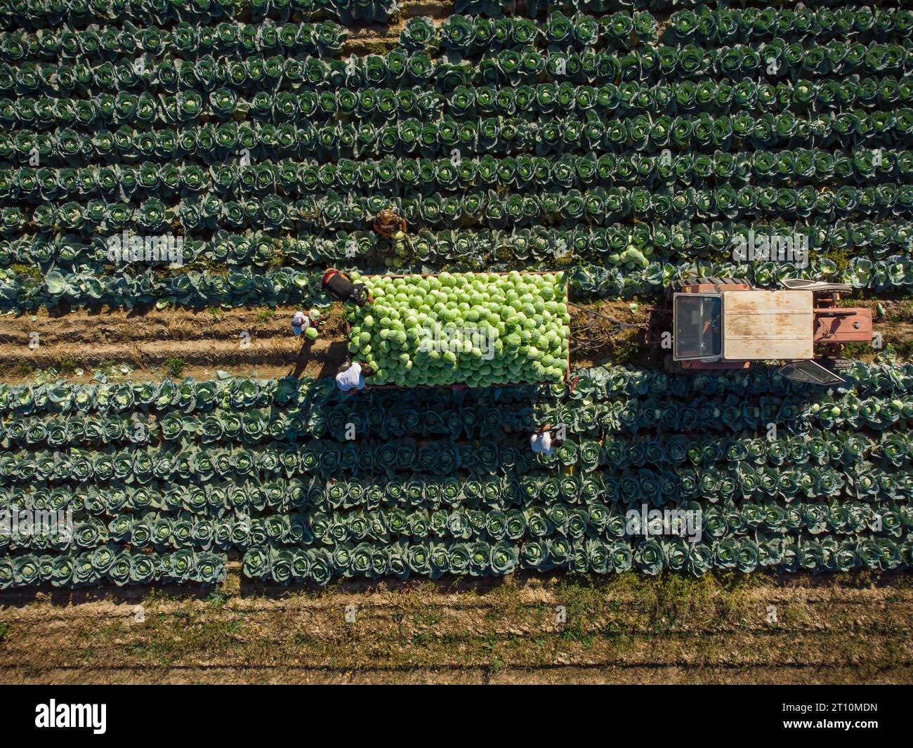 Aerial top down view of tractor and trailers of cabbage in field ...