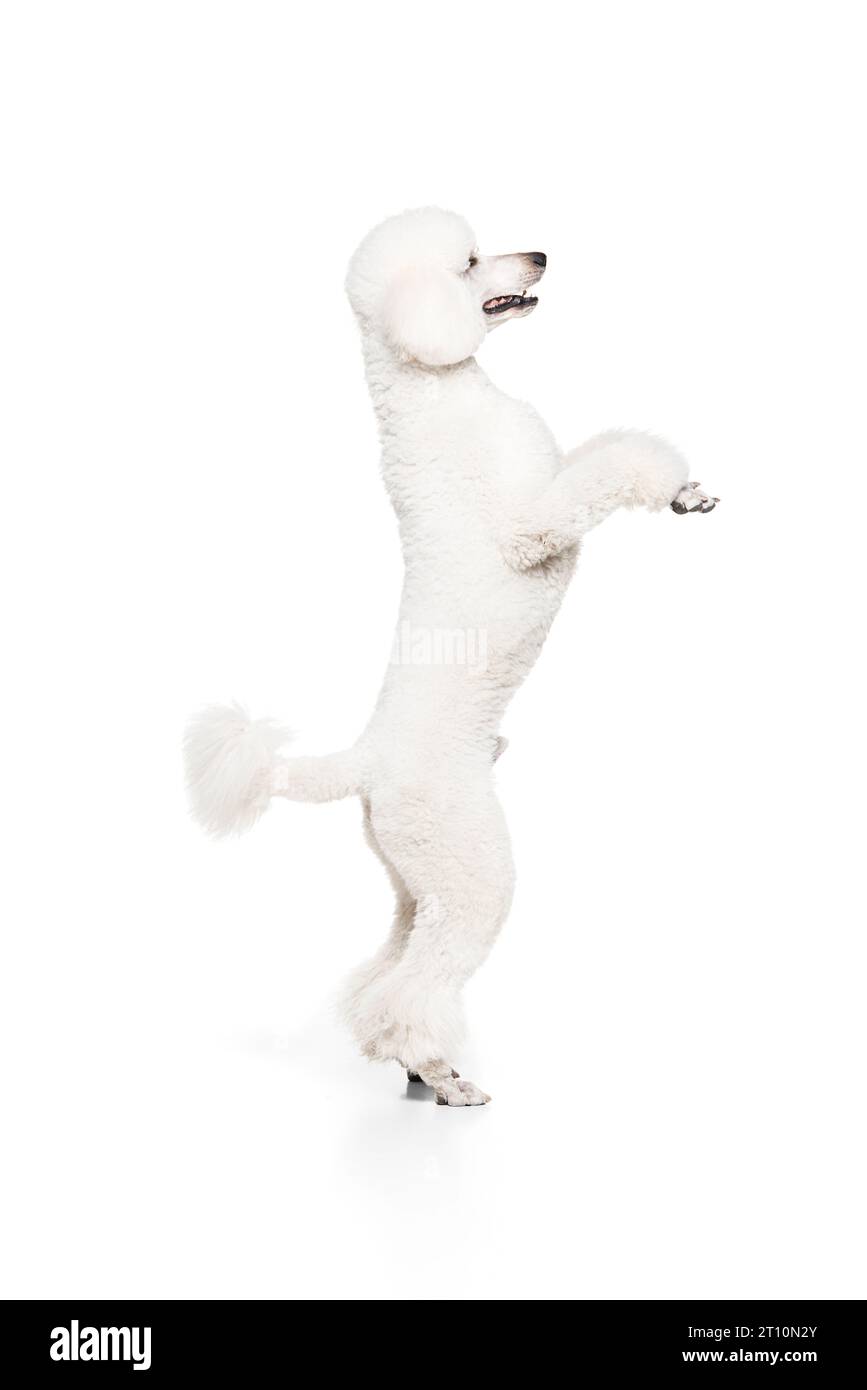 Training. Smart dog, purebred white royal poodle standing on hind legs ...