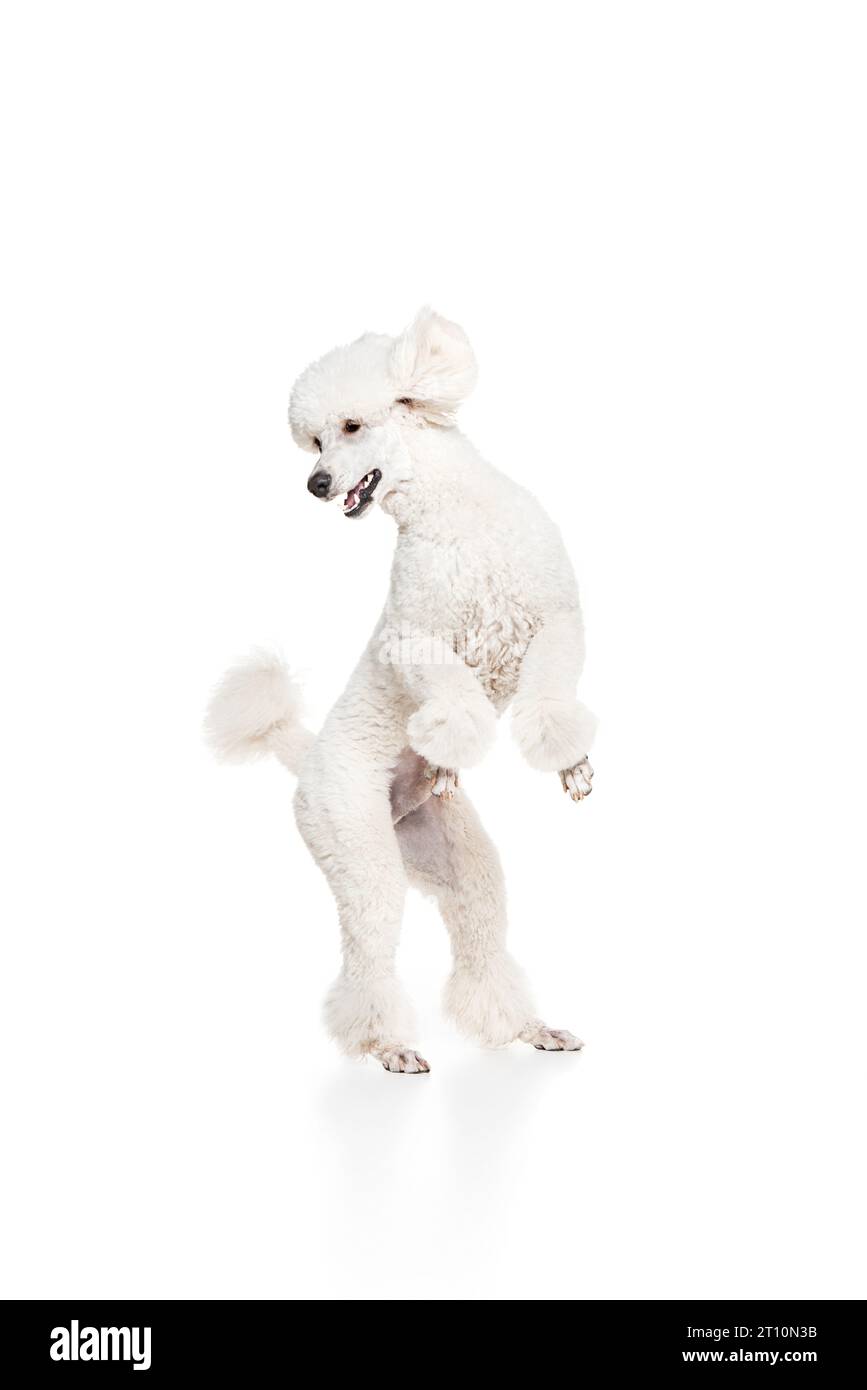 Cheerful, happy dog, purebred white royal poodle standing on hind legs ...