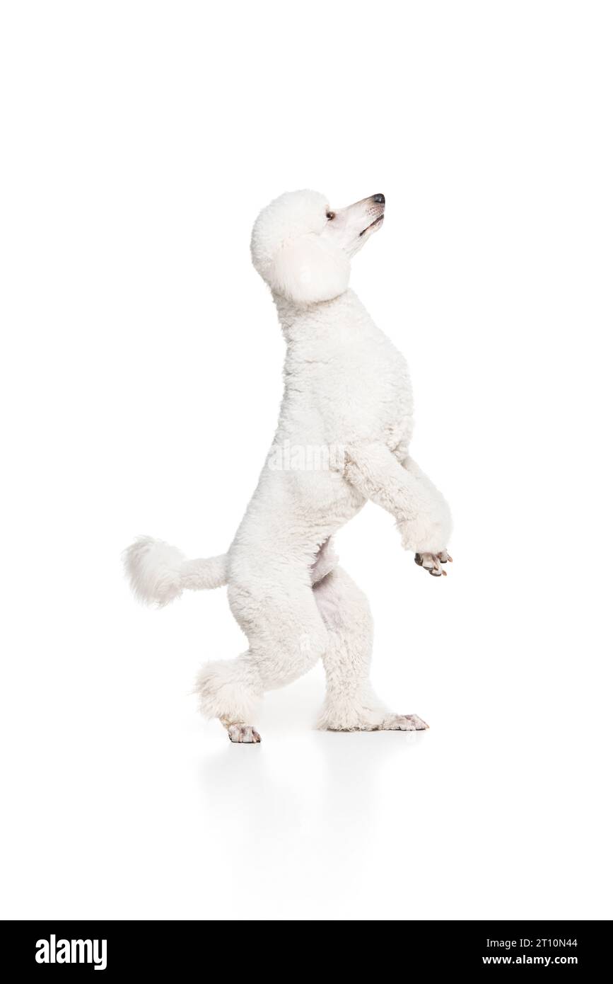 Cheerful, happy dog, purebred white royal poodle standing on hind legs ...