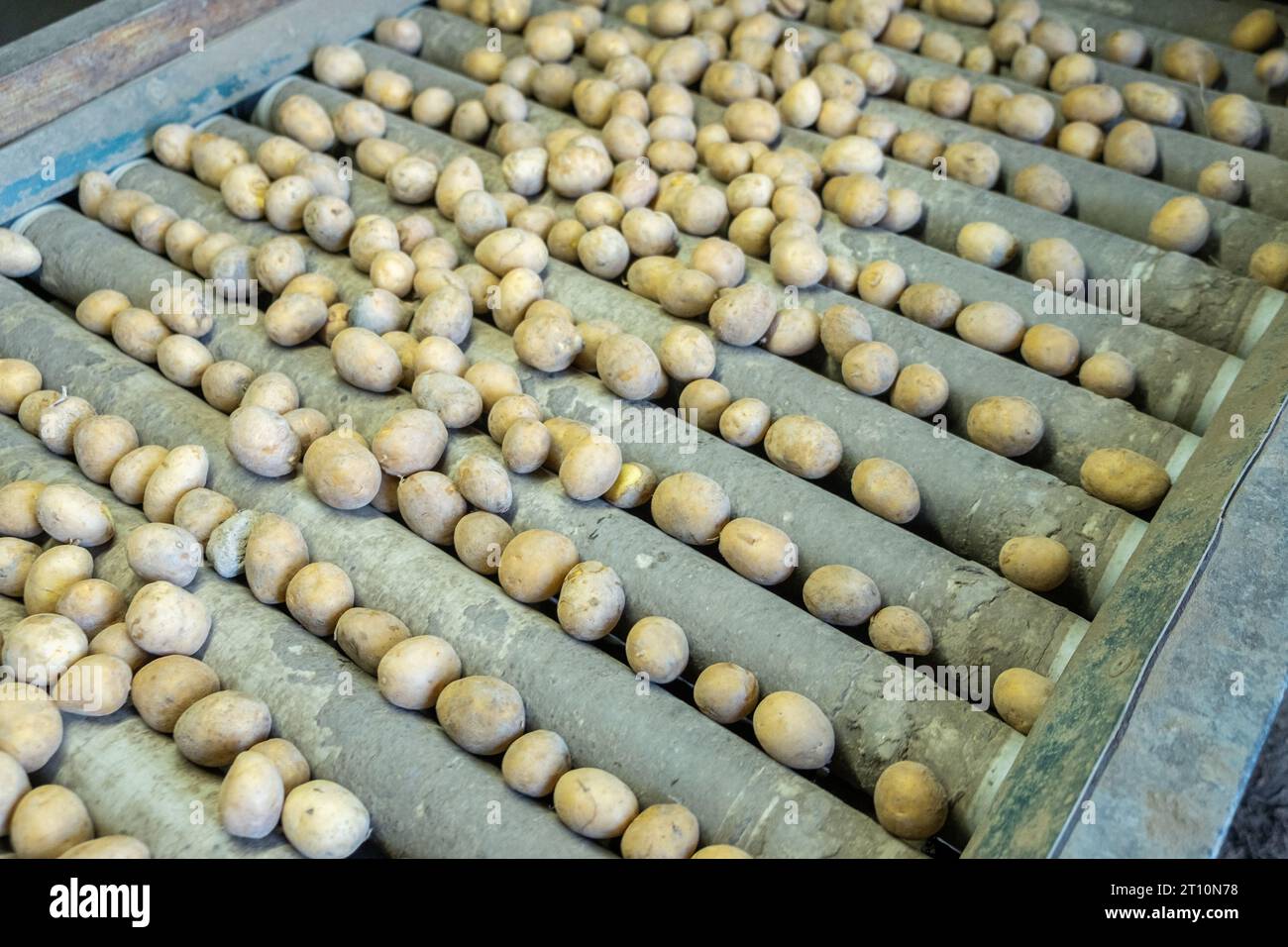 Small potatoes in the sorting machine according to their size ...