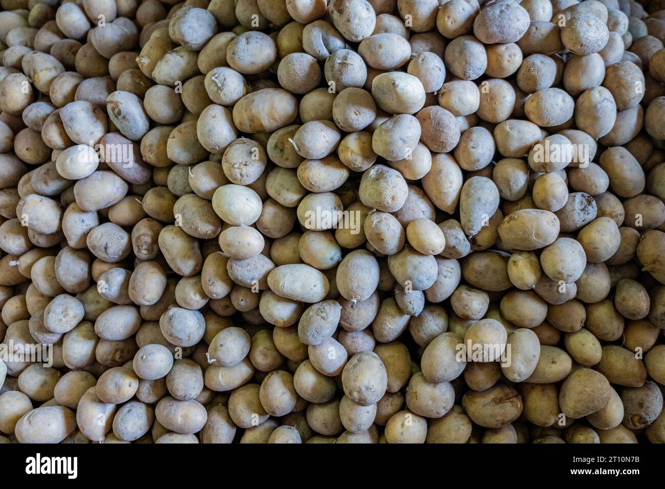 Stacked potato pile, texture for backgrounds. Organic agriculture Stock ...