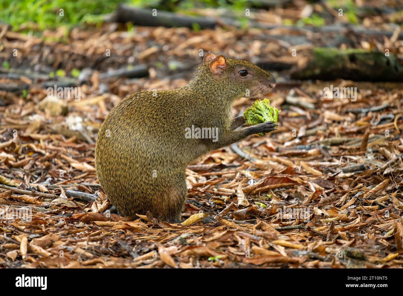 A wild Central American Agouti, Dasyprocta punctata, roaming the ...