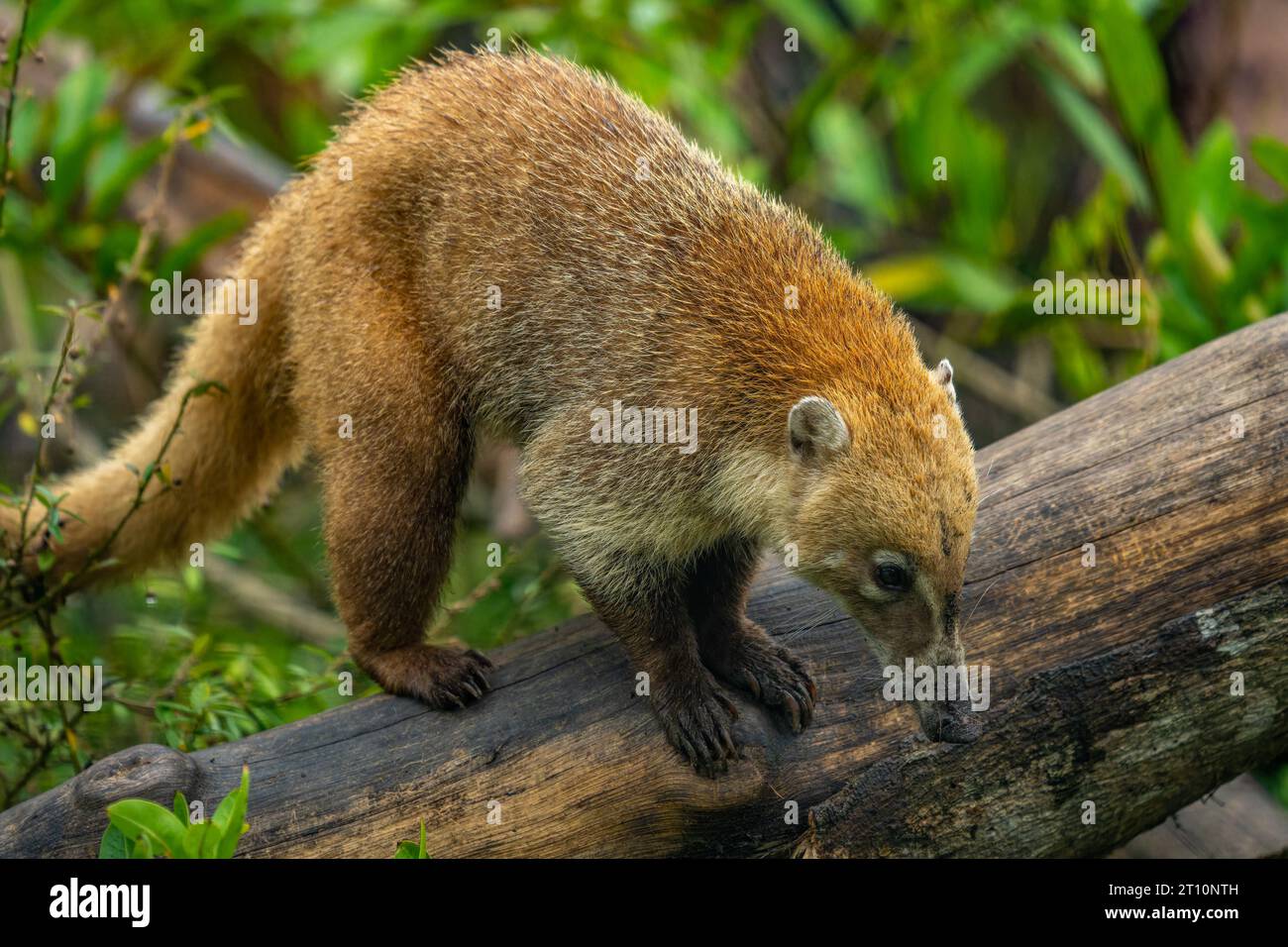A White-nosed Coati, Nasua narica, in the Belize Zoo Stock Photo - Alamy