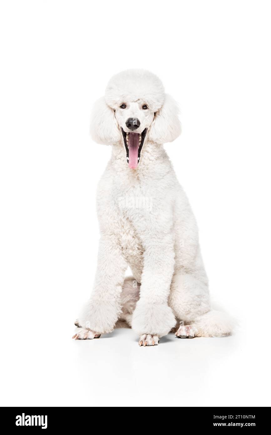 Royal white poodle, purebred dog sitting with tongue sticking out ...
