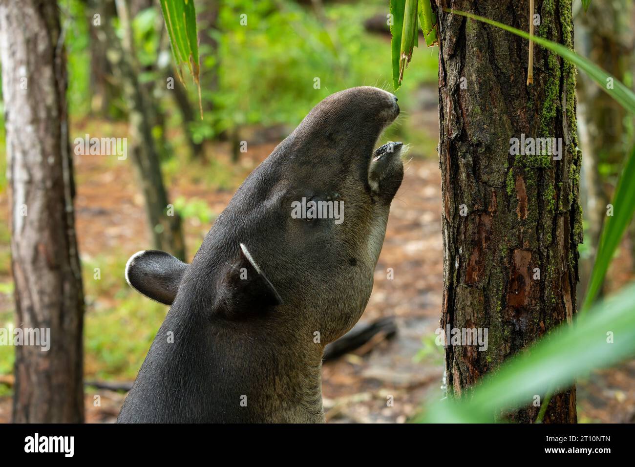 The endangered Baird's Tapir, Tapirus bairdii, trying to reach a palm ...