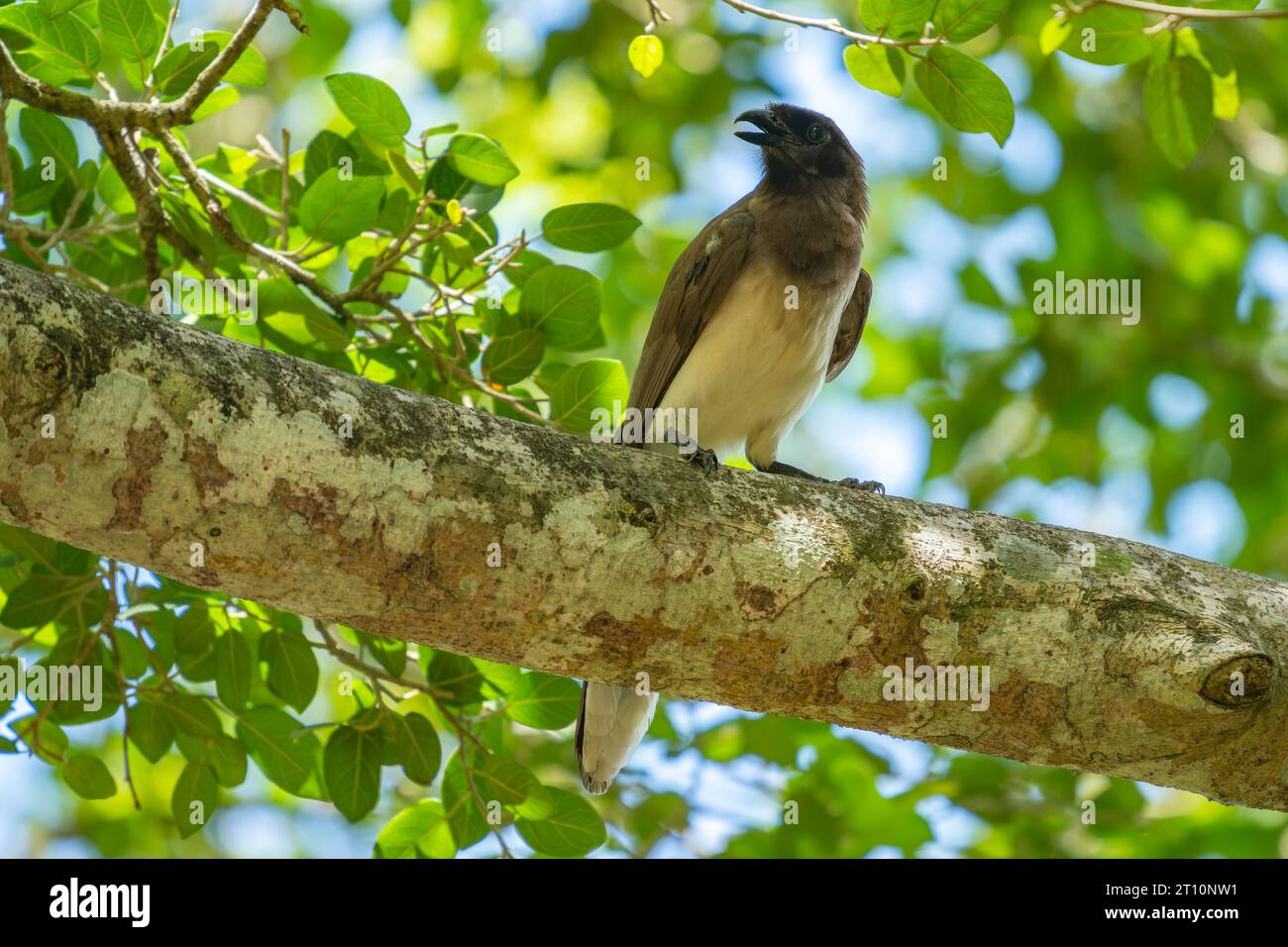 Species native to central and north america hi-res stock photography ...