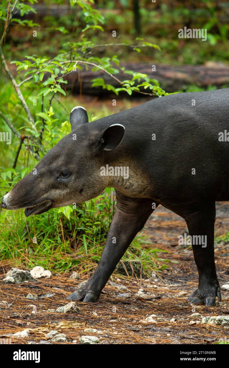 The endangered Baird's Tapir, Tapirus bairdii, in the Belize Zoo Stock ...
