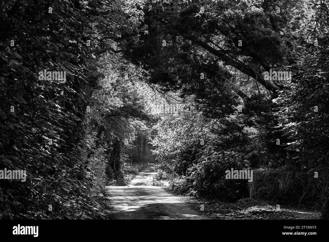 COUNTRY ROAD WITH BEAUTIFUL OVERGROWN OVERHANGING BUSHES AND TREE Stock ...