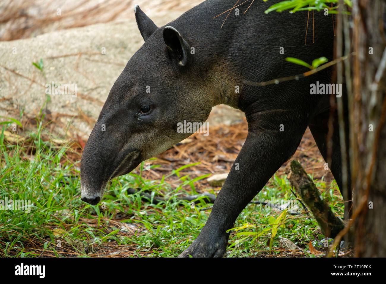 The endangered Baird's Tapir, Tapirus bairdii, in the Belize Zoo Stock ...