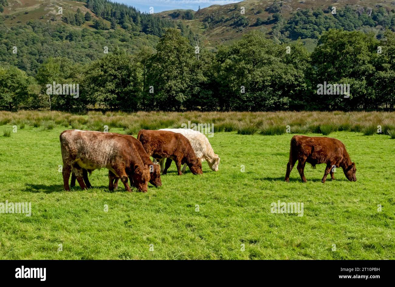 Cattle livestock British cows grazing in a field meadow in summer near ...