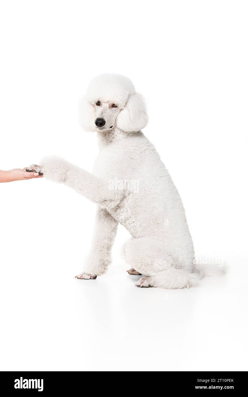 Giving paw. Purebred dog, white riyal poodle sitting and training ...
