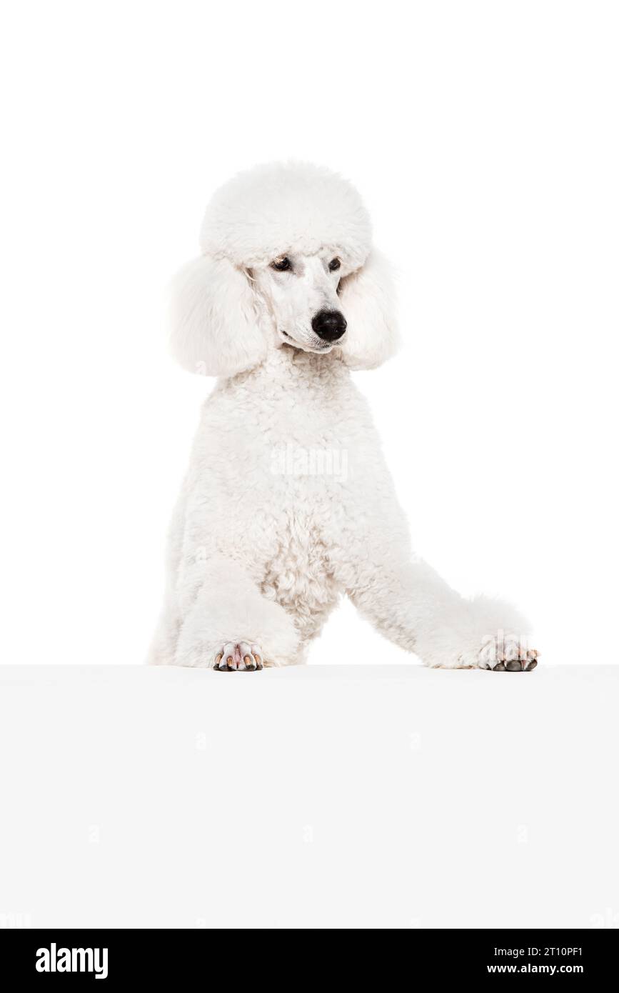 Adorable white dog, purebred royal poodle picking out table and looking ...