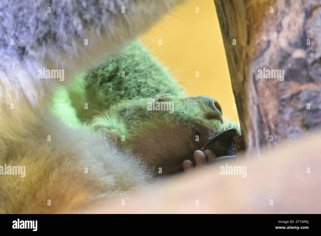 10 October 2023, Saxony, Dresden: A cub sleeps in the pouch of female ...