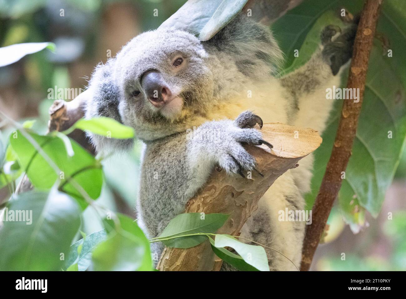 10 October 2023, Saxony, Dresden: The female koala Eerin in her ...