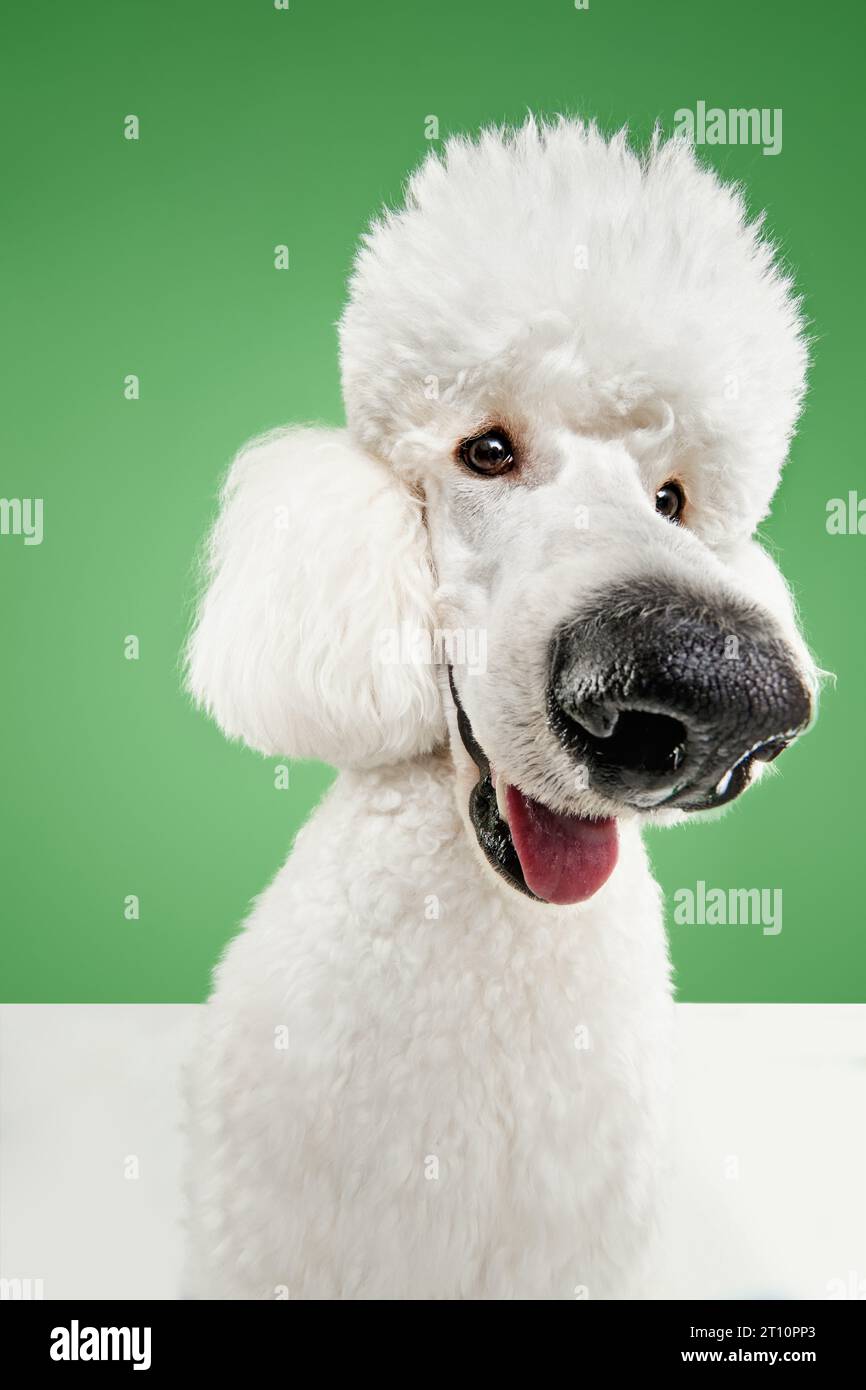 Fish eye. Funny muzzle of purebred dog, white poodle isolated on green ...