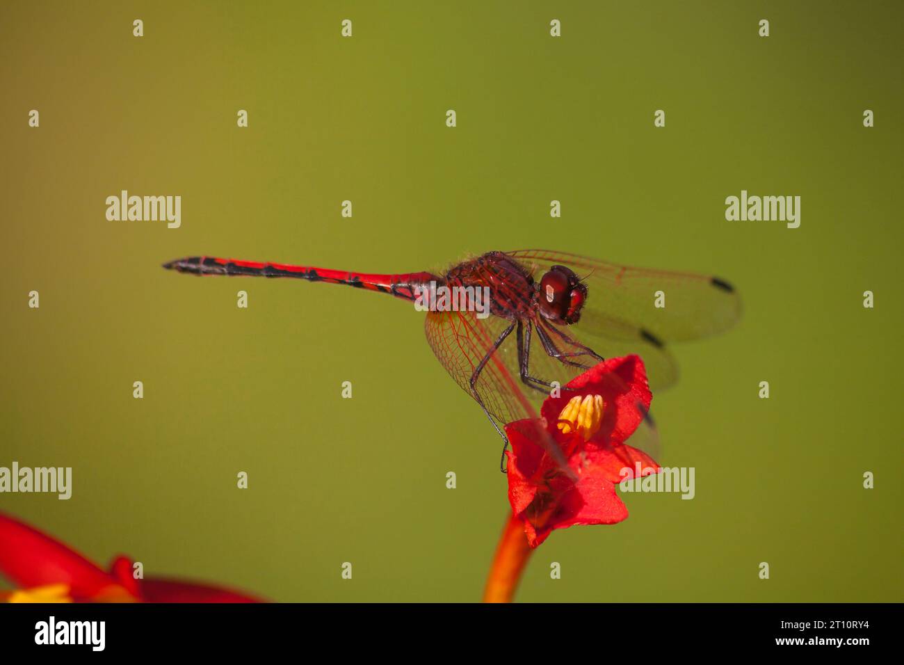 Red-veined Dropwing (Trithemis arteriosa) 14217 Stock Photo - Alamy