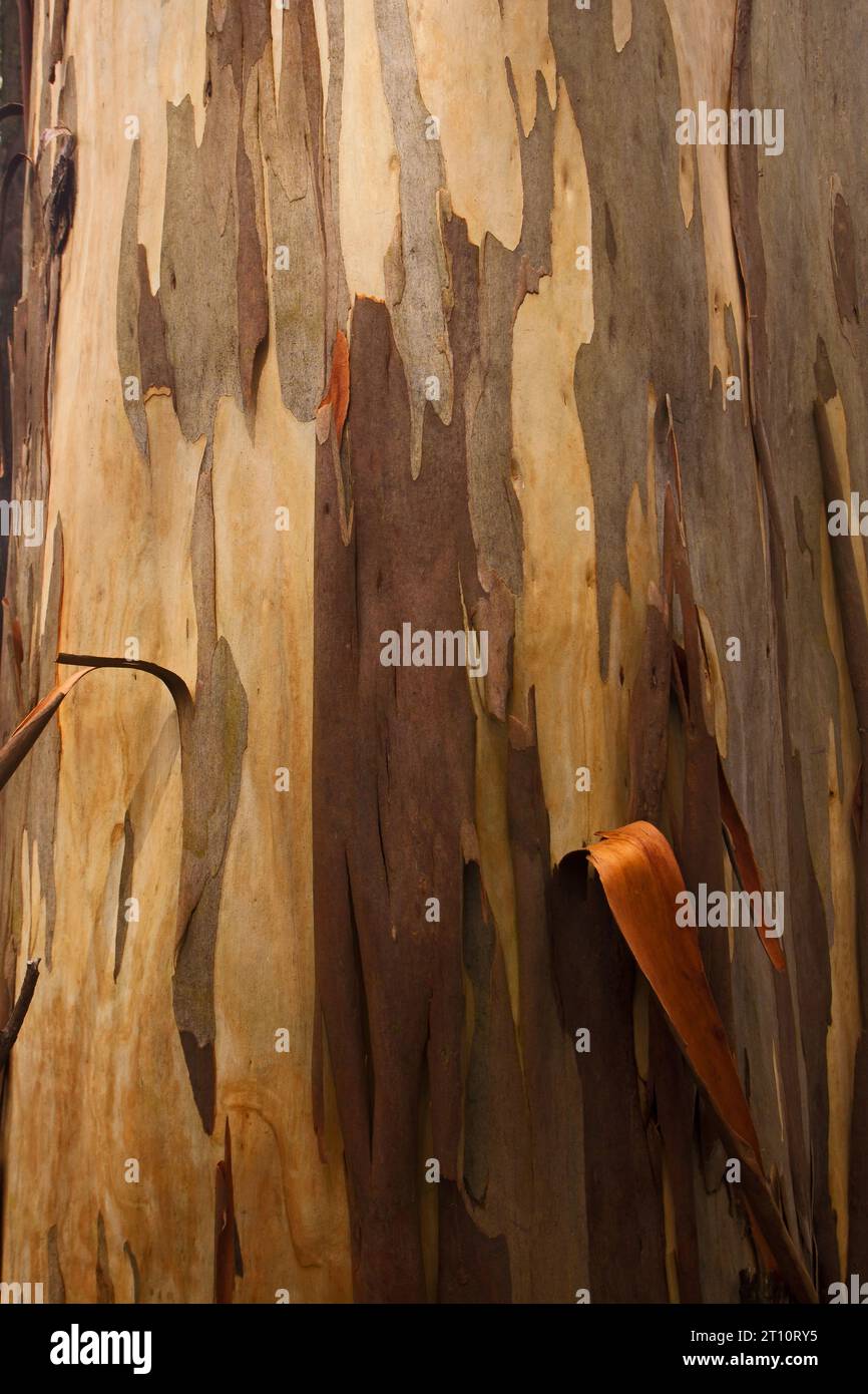 Eucalyptus tree trunk 14246 Stock Photo - Alamy