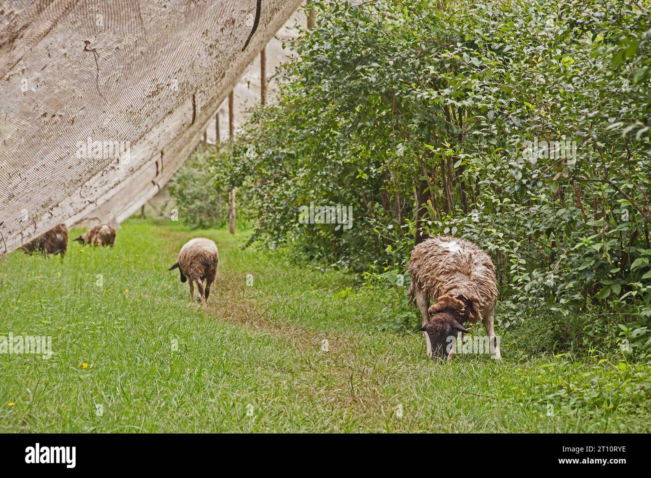 Sheep in the blueberries 14366 Stock Photo - Alamy
